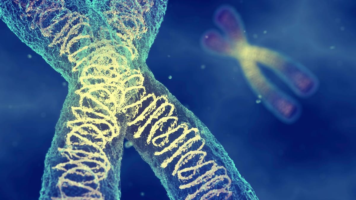 Les masses des chromosomes humains ont été mesurées pour la première fois
