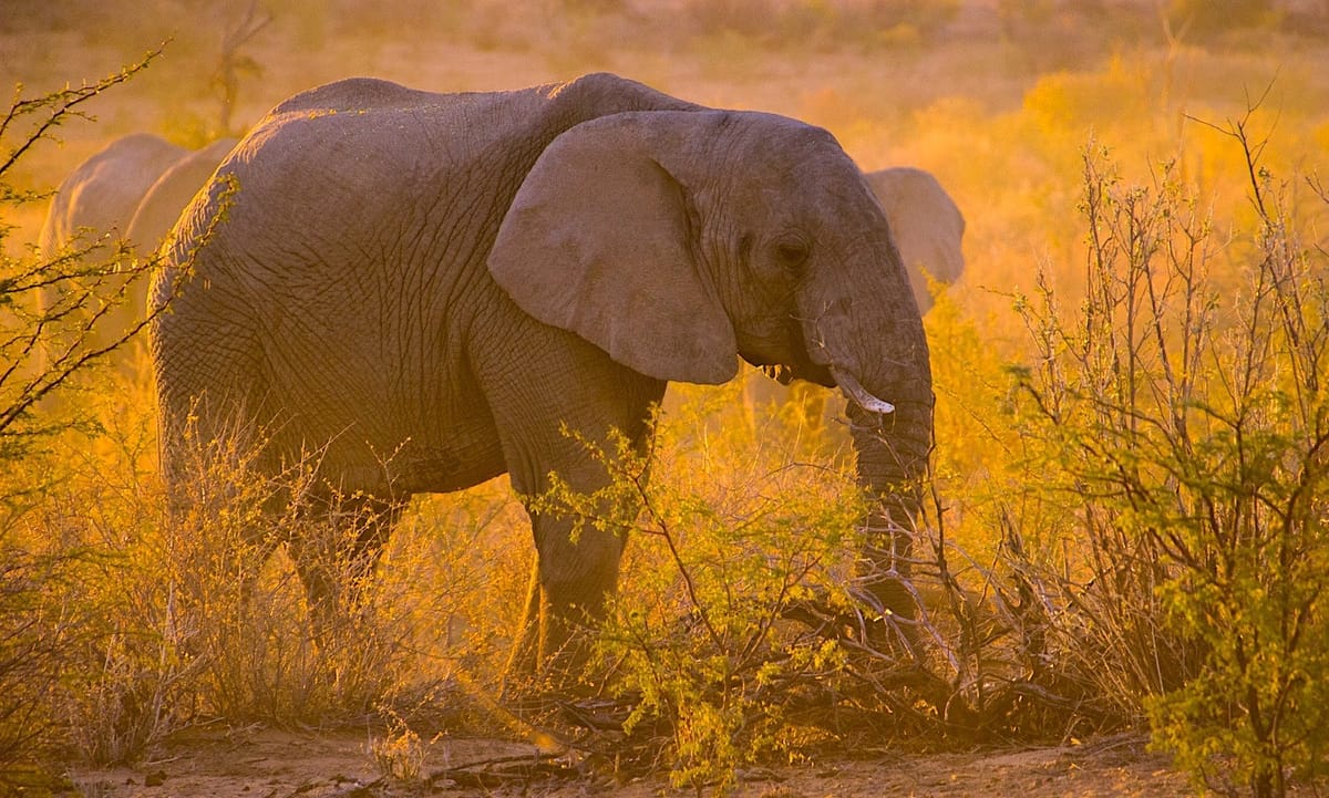 Un présumé braconnier piétiné à mort par des éléphants